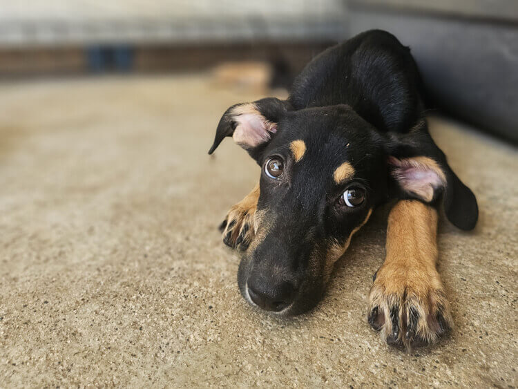 Kahlua