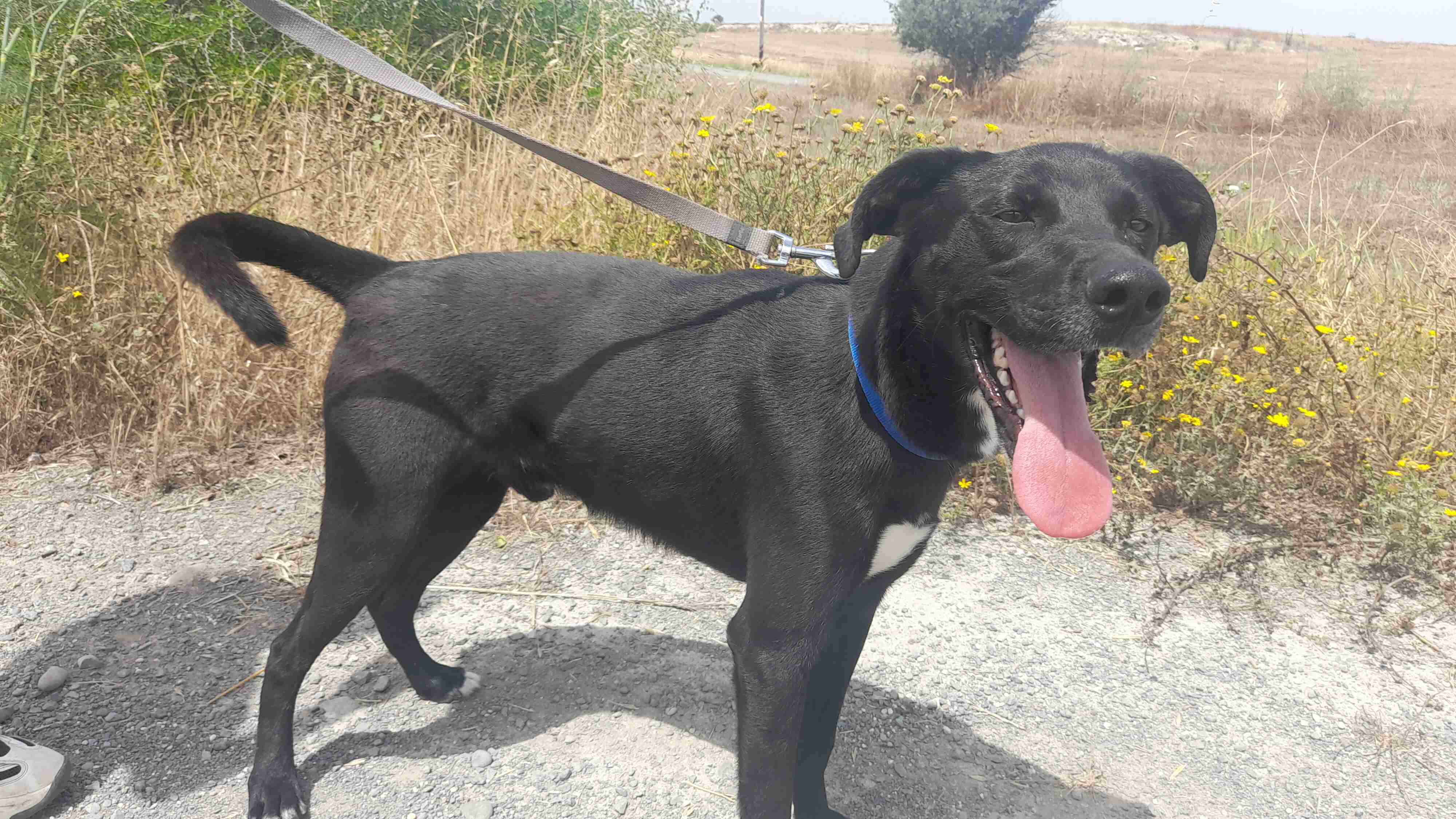 Dog Shelter in Nicosia | Simba Animal Aid Cyprus