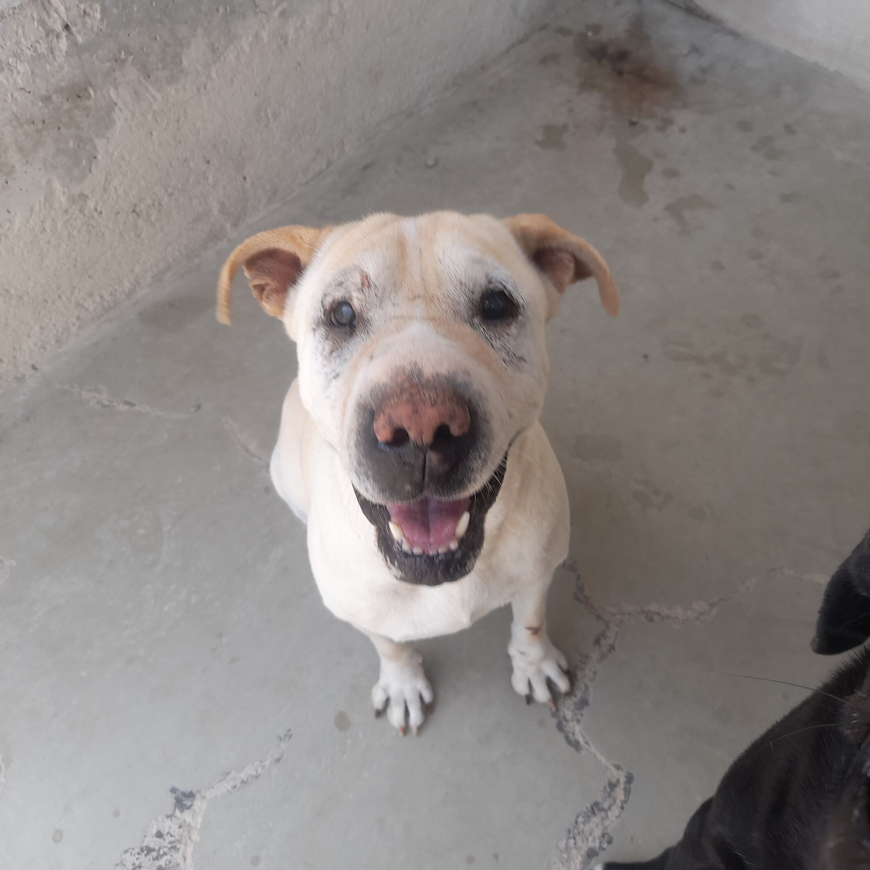 Dog Shelter in Nicosia | Simba Animal Aid Cyprus