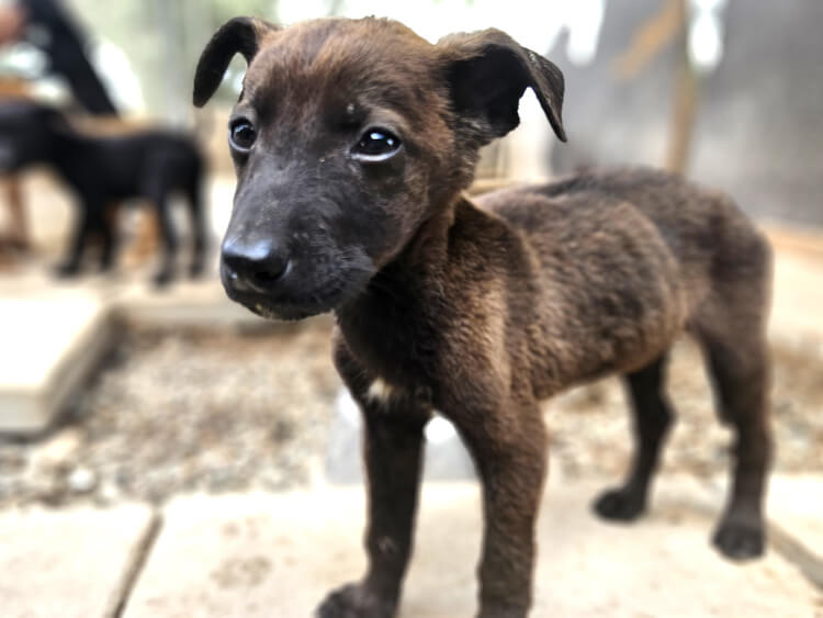 Dog Shelter in Nicosia | Simba Animal Aid Cyprus