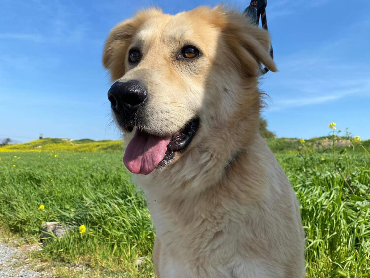 All Dogs | Simba Animal Aid Cyprus