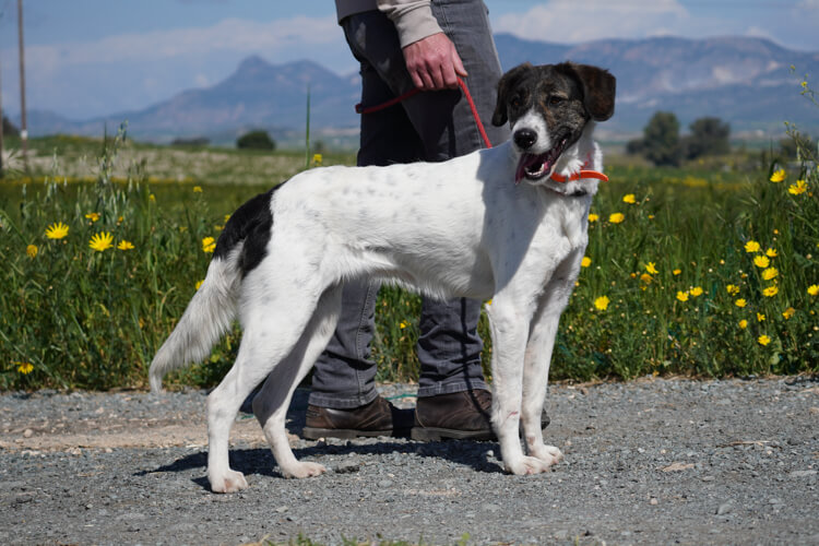 All Dogs | Simba Animal Aid Cyprus