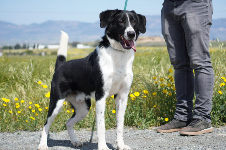 All Dogs | Simba Animal Aid Cyprus