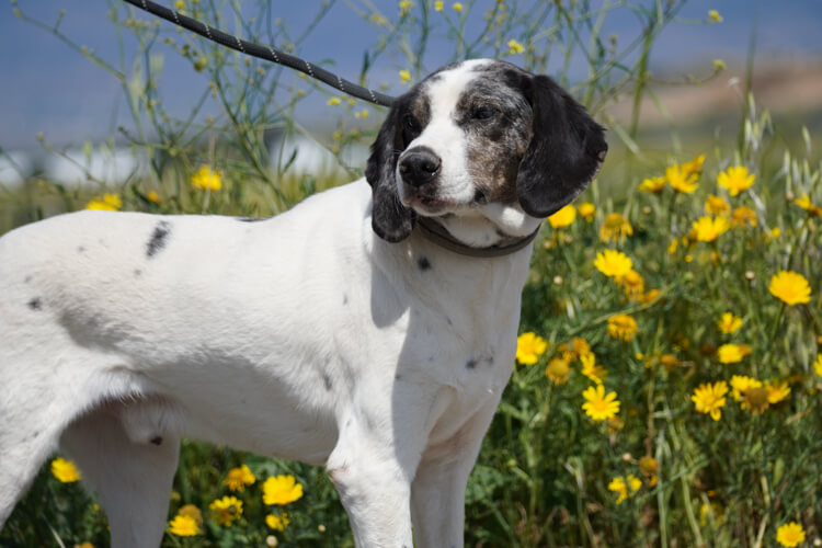 All Dogs | Simba Animal Aid Cyprus