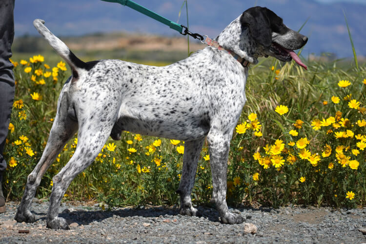 All Dogs | Simba Animal Aid Cyprus