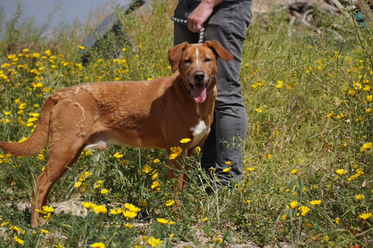 Adult Dogs | Simba Animal Aid Cyprus