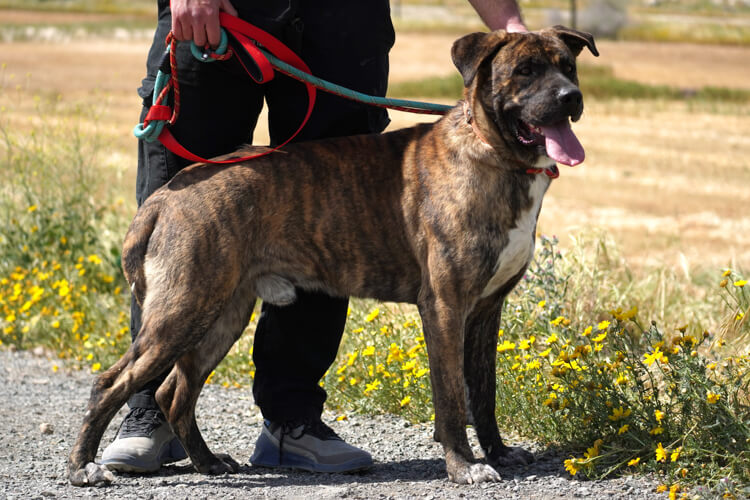 Adult Dogs | Simba Animal Aid Cyprus