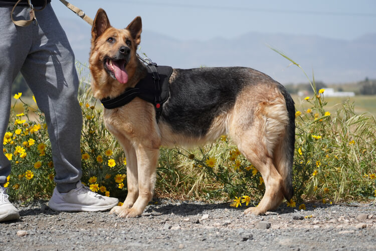 All Dogs | Simba Animal Aid Cyprus