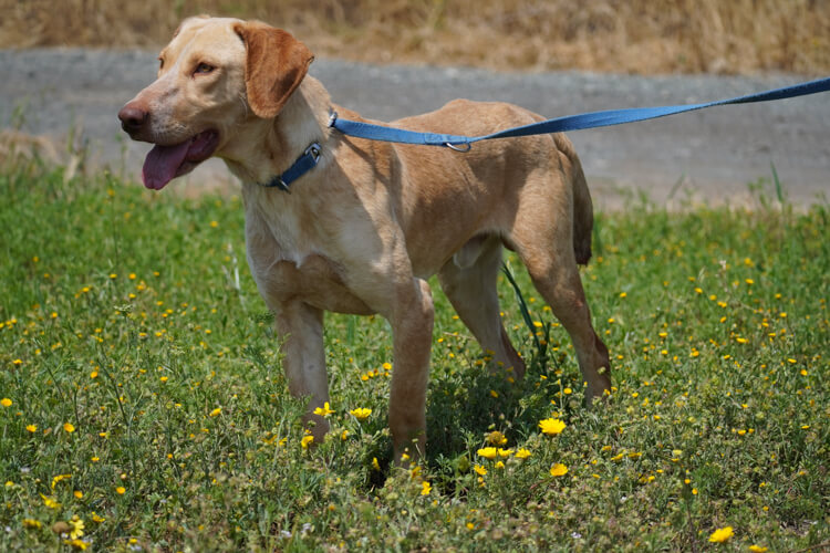 All Dogs | Simba Animal Aid Cyprus