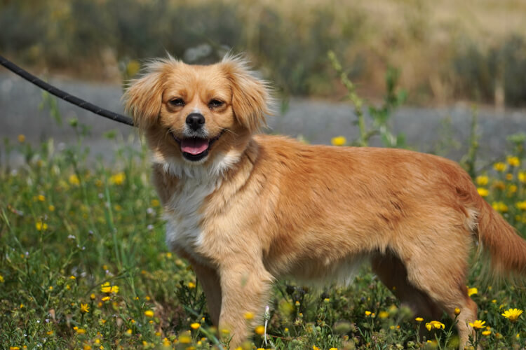 Adult Dogs | Simba Animal Aid Cyprus