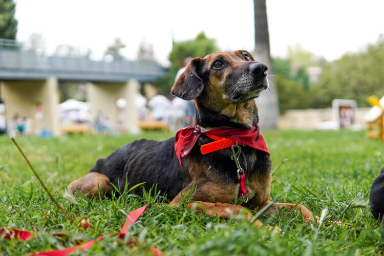 Dog Shelter in Nicosia | Simba Animal Aid Cyprus