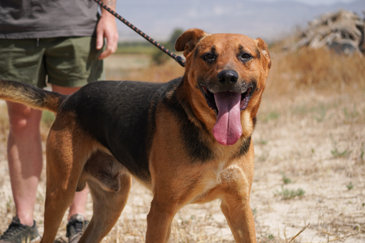 All Dogs | Simba Animal Aid Cyprus