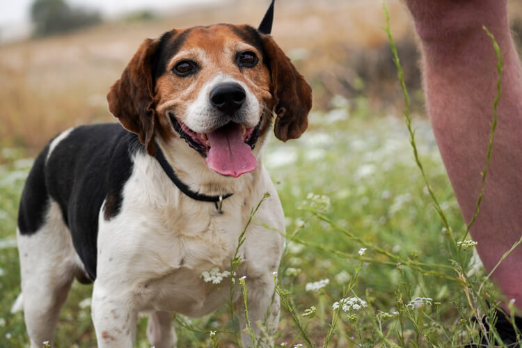 New Intakes | Simba Animal Aid Cyprus