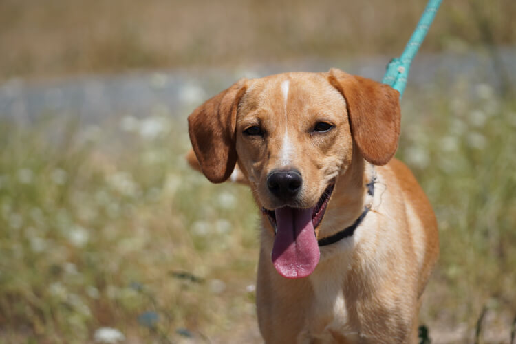 Dog Shelter in Nicosia | Simba Animal Aid Cyprus