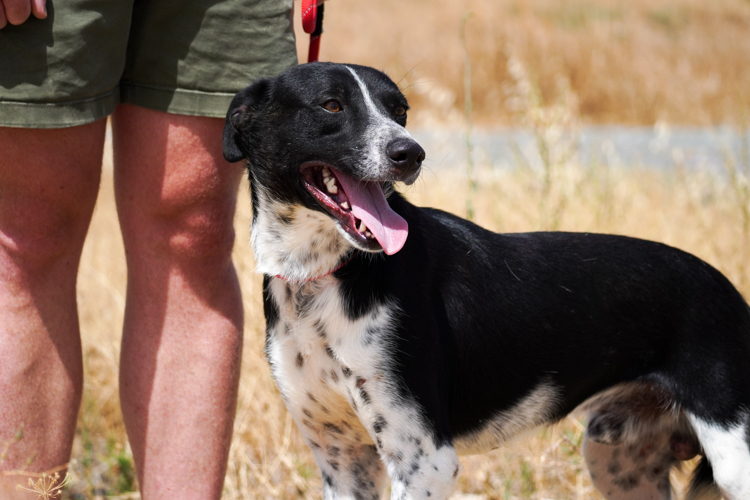 All Dogs | Simba Animal Aid Cyprus