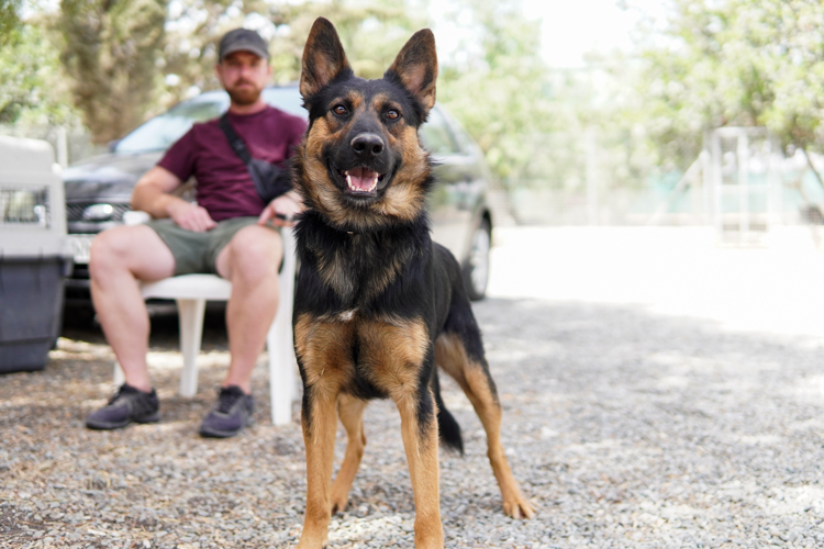 All Dogs | Simba Animal Aid Cyprus