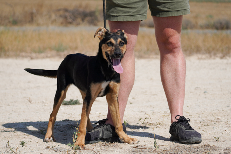 Dog Shelter in Nicosia | Simba Animal Aid Cyprus