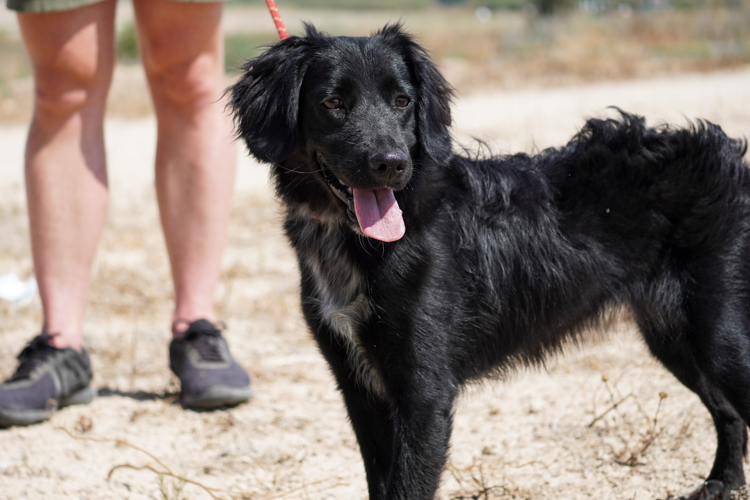 All Dogs | Simba Animal Aid Cyprus