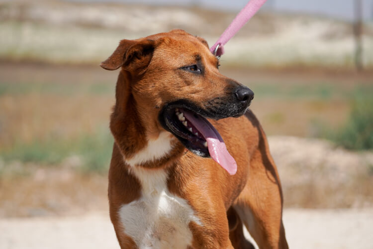 Dog Shelter in Nicosia | Simba Animal Aid Cyprus